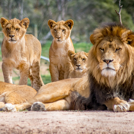 Formation soigneur animalier à distance - Stage en Zoo en Option